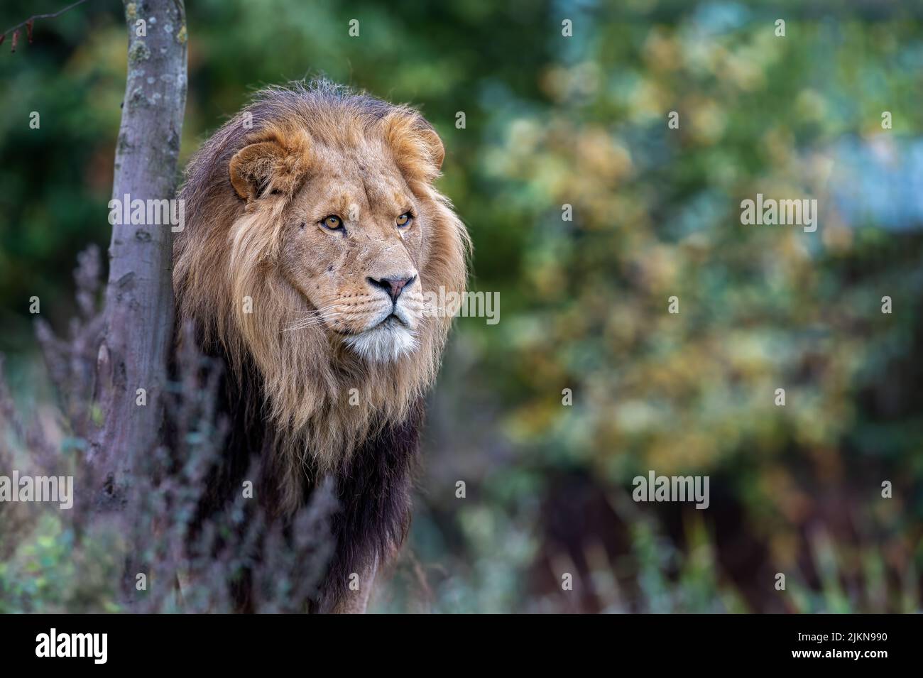 Lion of forest hi-res stock photography and images - Alamy