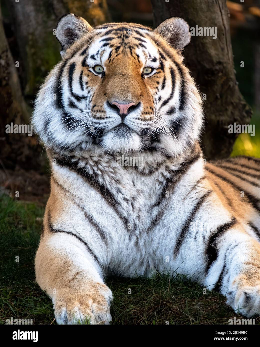 A vertical shot of a big Siberian tiger looking straight at the camera ...
