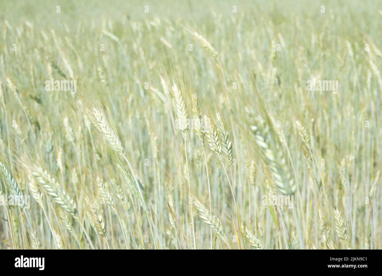 Green triticale ears, hybrid of wheat and rye in summer sunny field ...