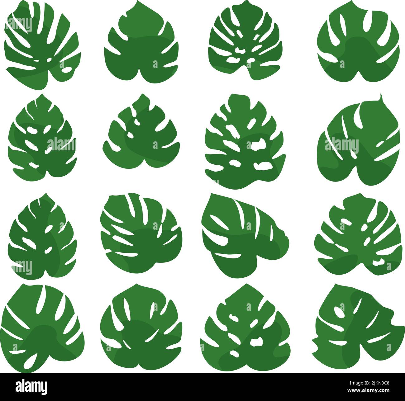 Monstera green big leaf vector illustration set Stock Vector Image ...