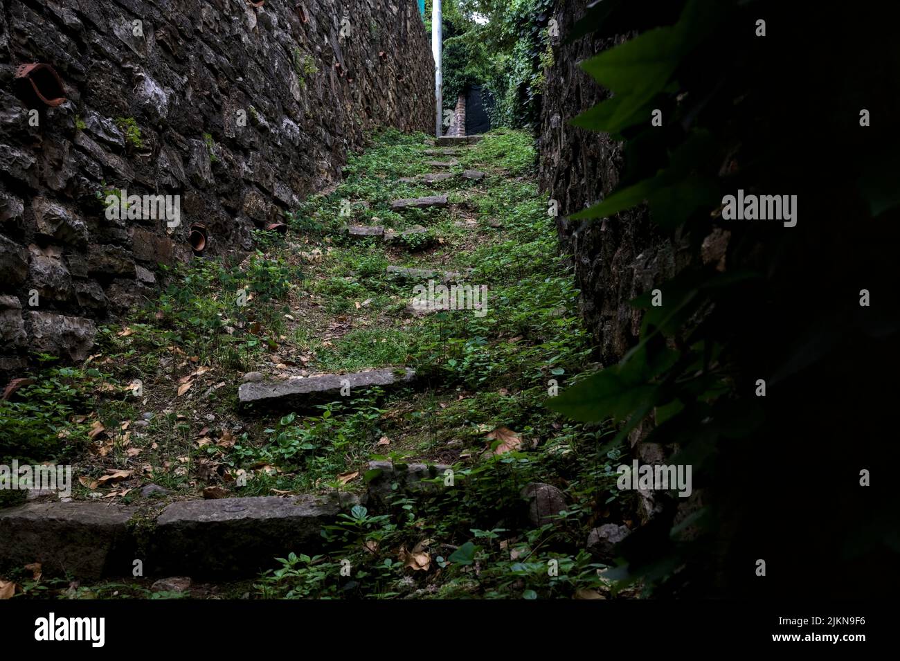 Narrow trail between stone walls covered by ivy in a grove Stock Photo ...