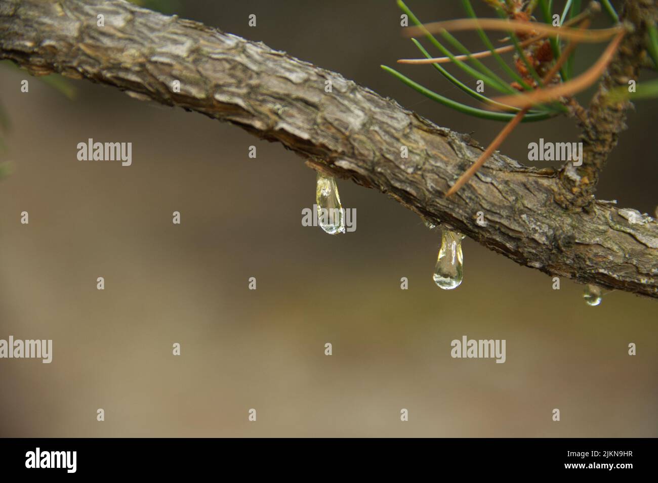 Drop of resin hi-res stock photography and images - Alamy
