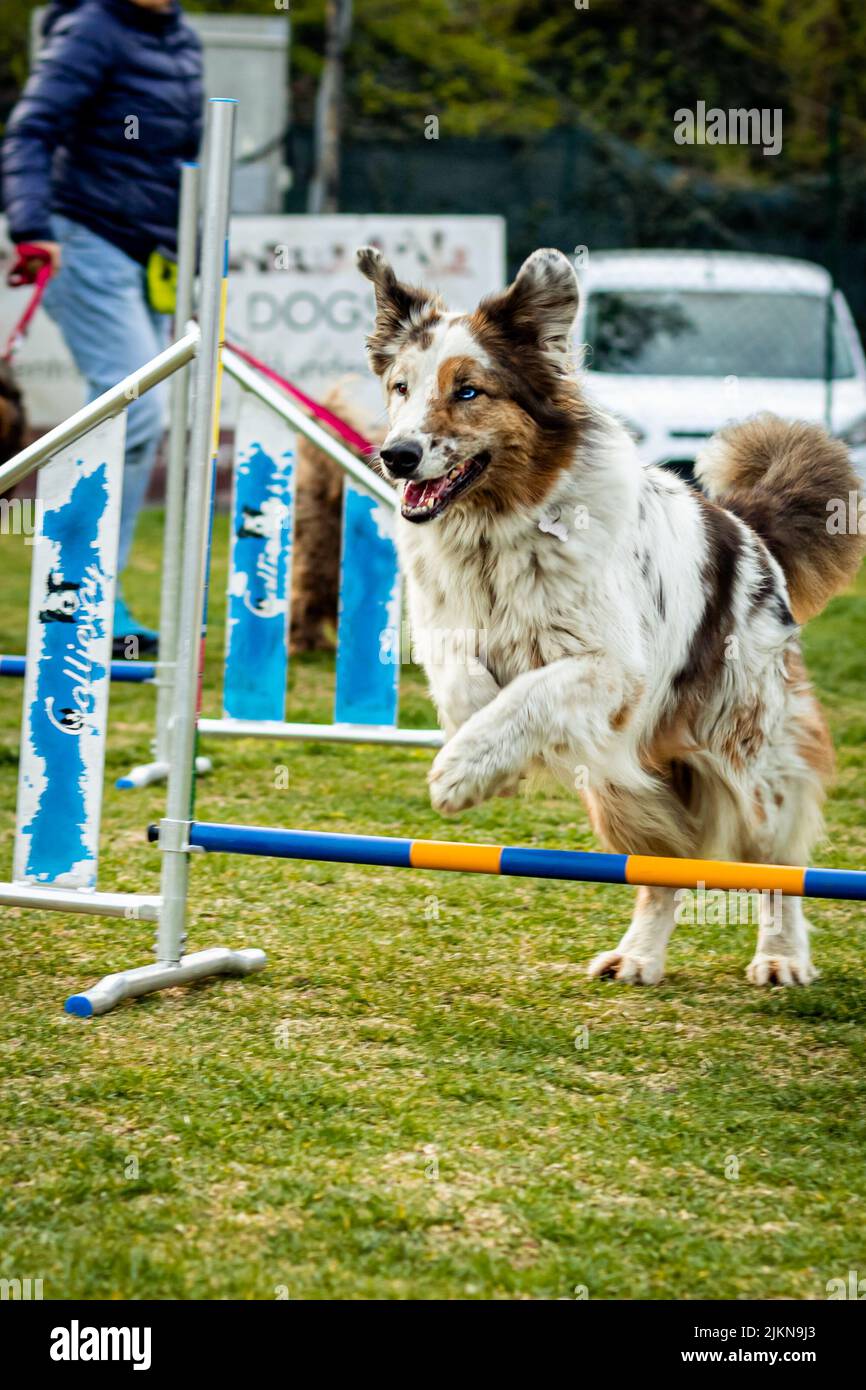 A selective of a dog on an agility field Stock Photo - Alamy