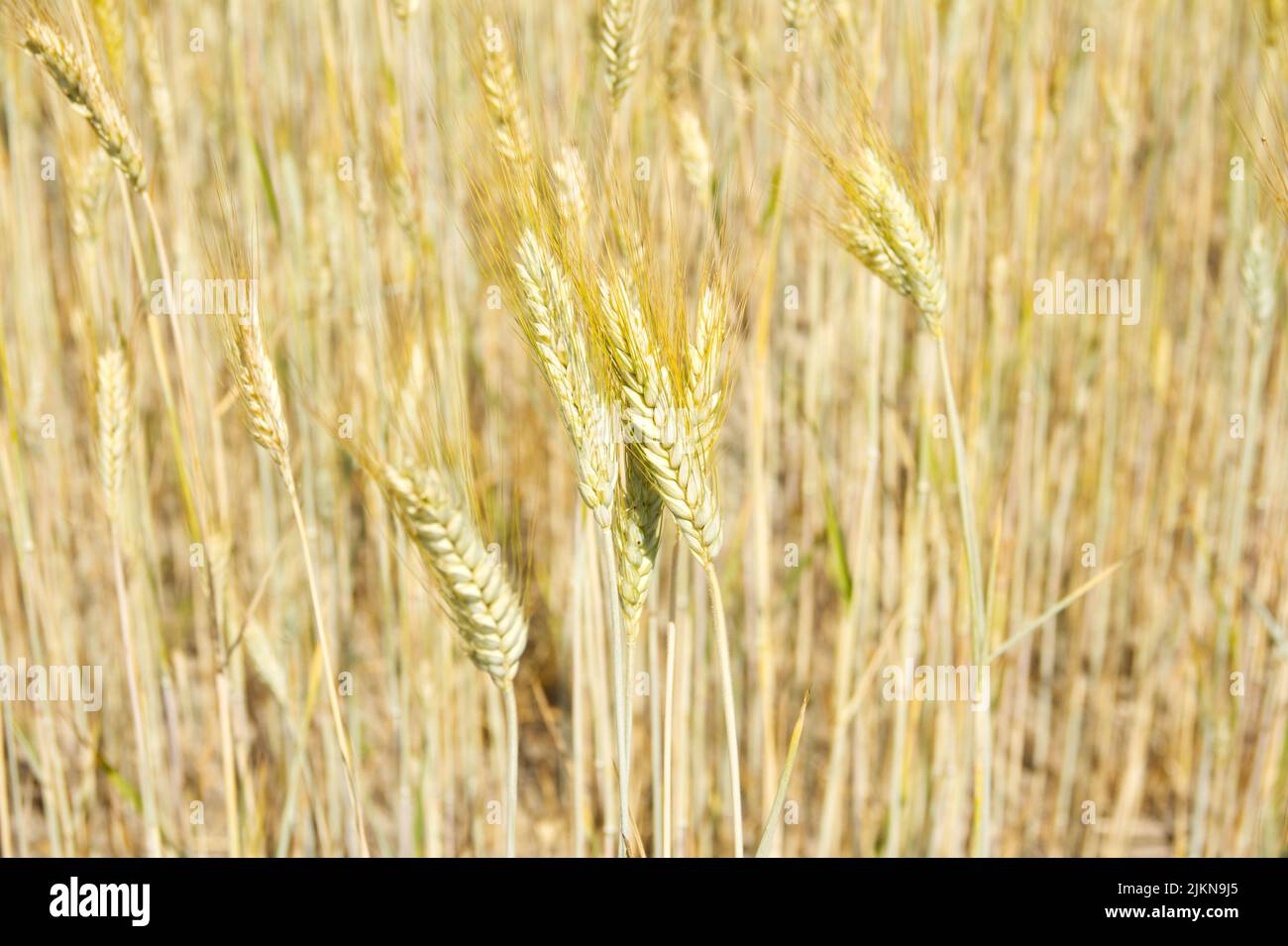 Golden triticale ears, hybrid of wheat and rye in summer sunny field ...