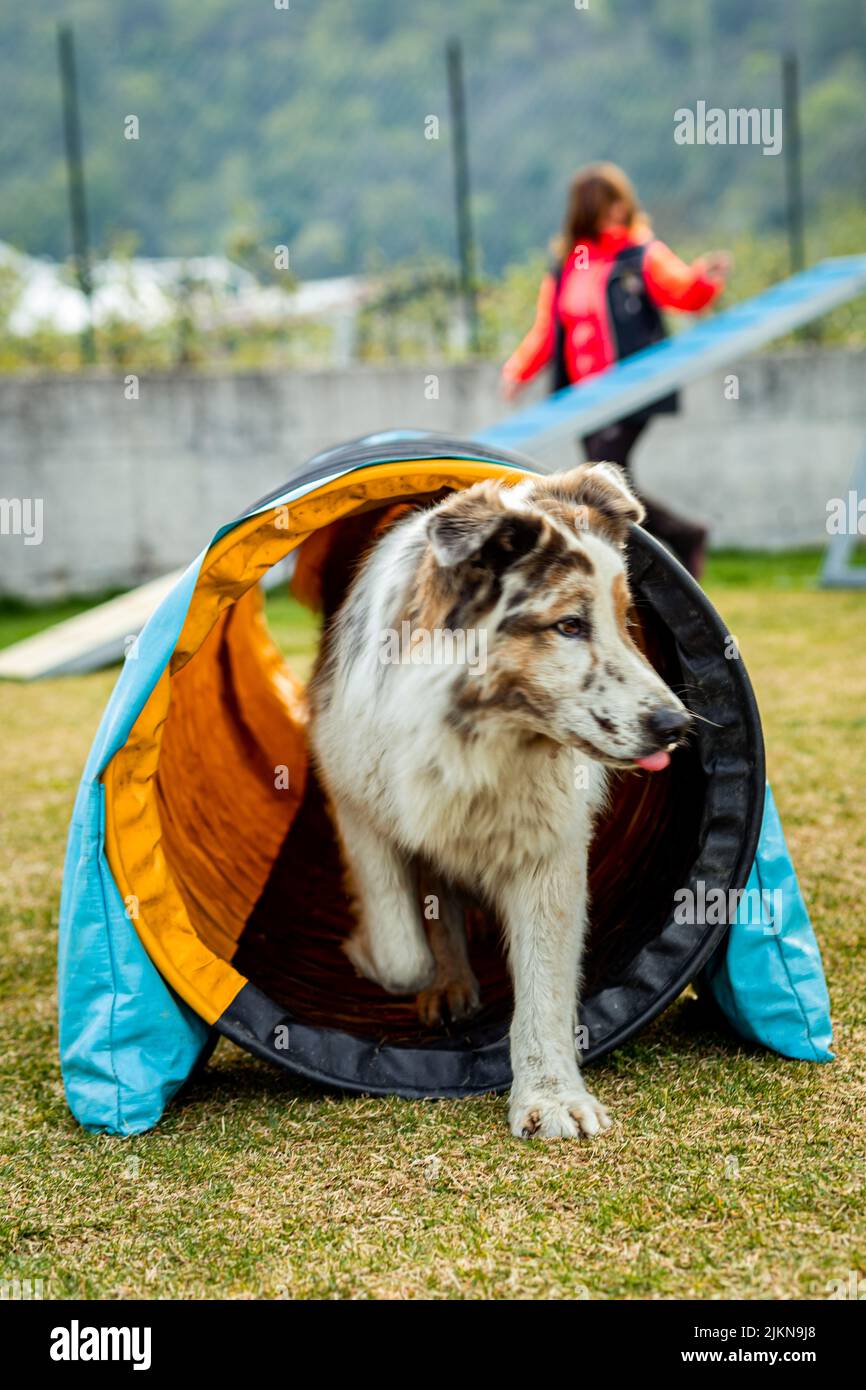 A selective of a dog on an agility field Stock Photo - Alamy