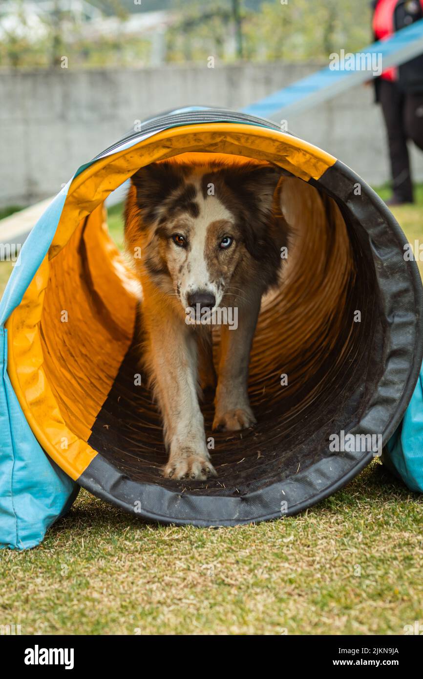 A selective of a dog on an agility field Stock Photo - Alamy