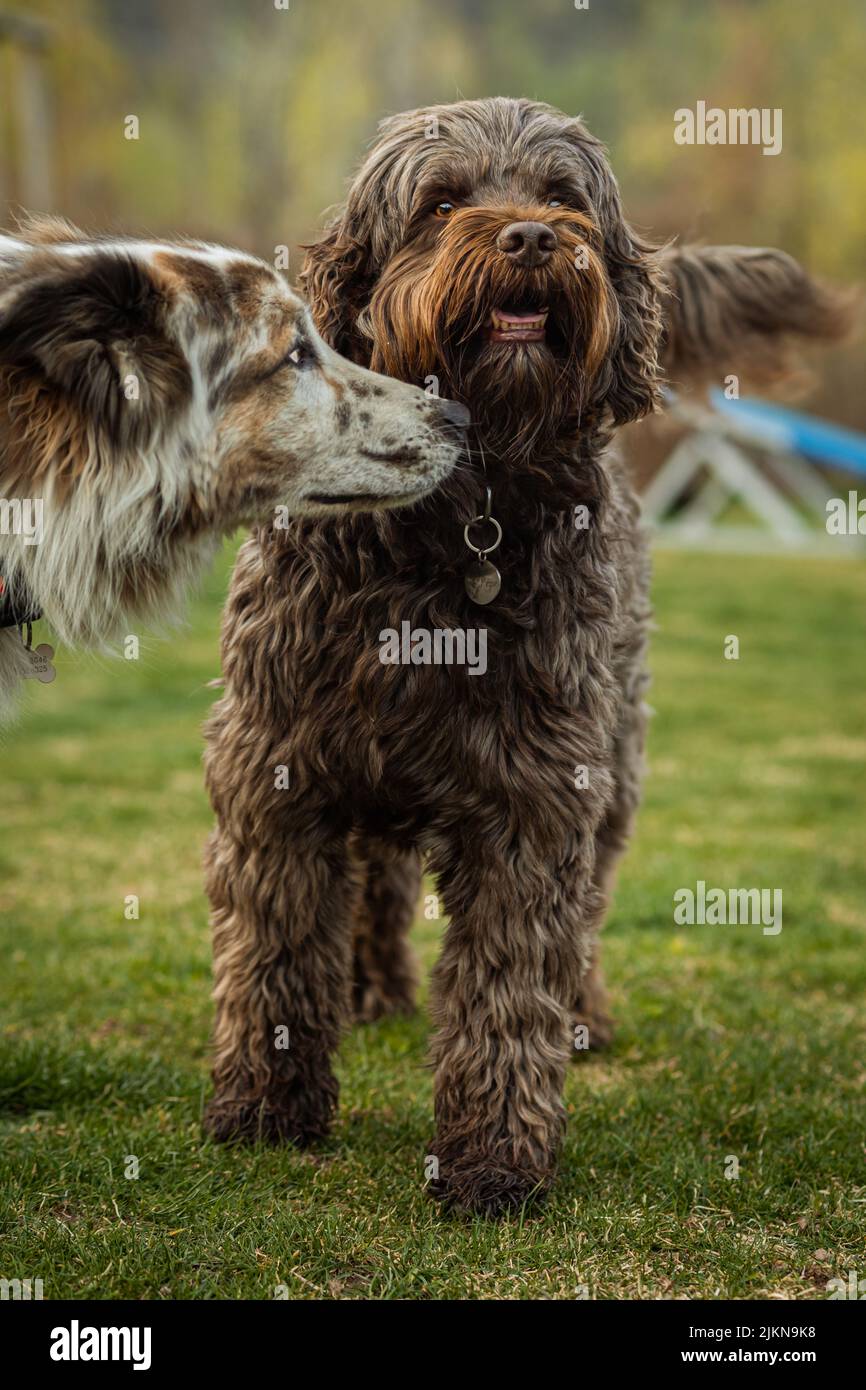 A selective of a cute labradoodle in a park Stock Photo - Alamy