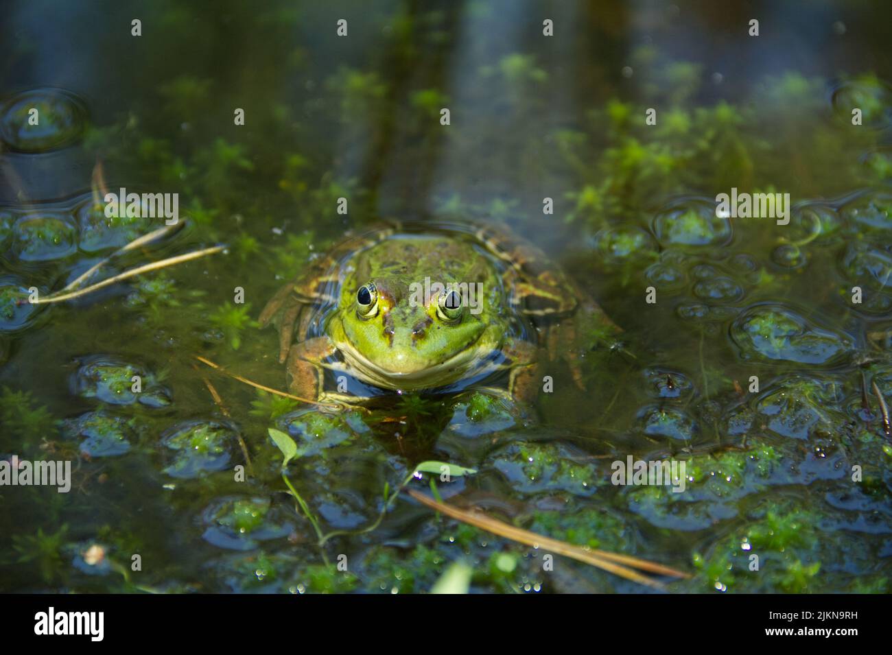 Portrait of a common European frog. Big green frog sitting in the water ...