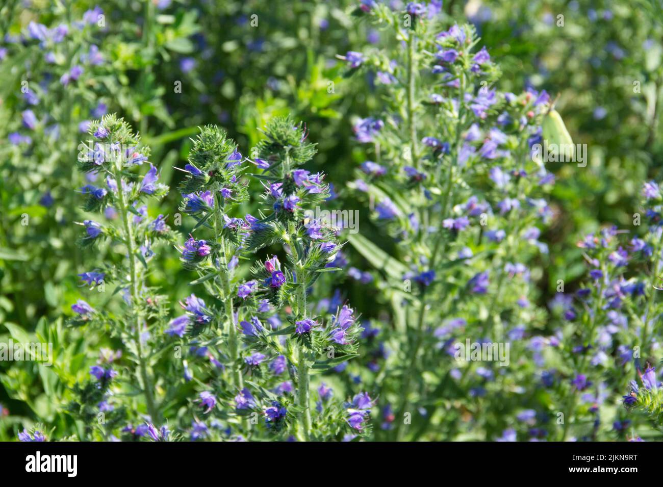 Bruise blooming plants with insects pollinators. Honey flowers in sunny ...