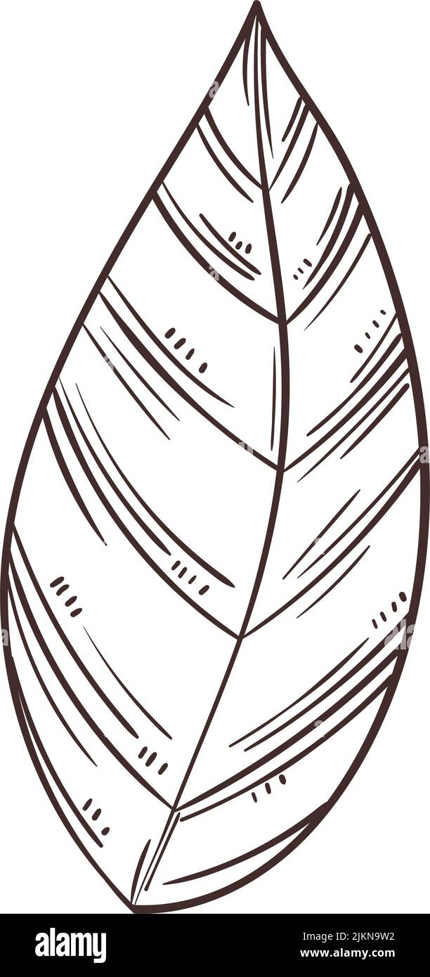 leaf sketch icon Stock Vector Image & Art - Alamy