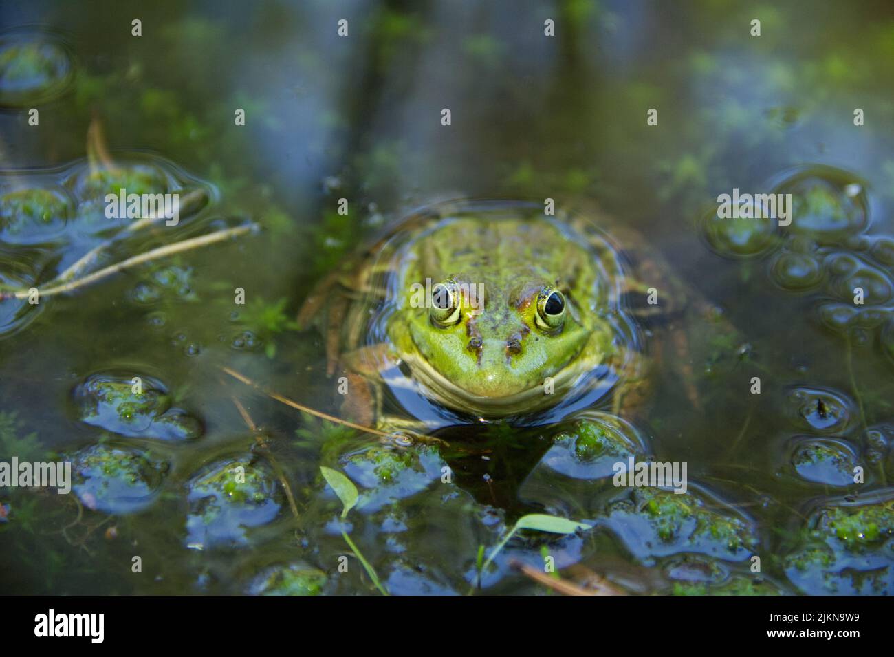 Portrait of a common European frog. Big green frog sitting in the water ...