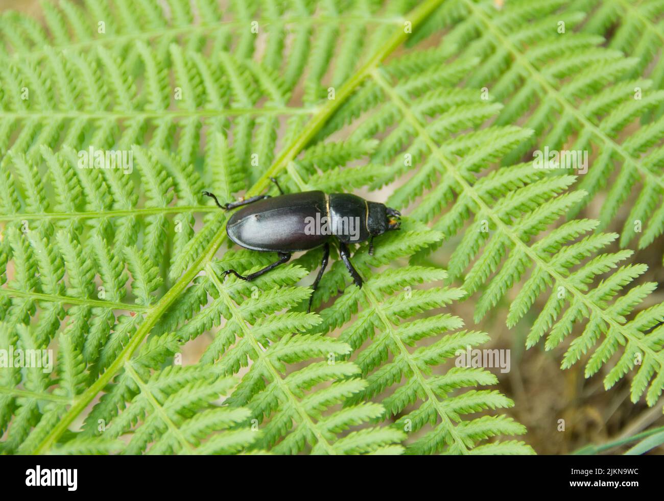 Big female rhinoceros beetle sitting on green leaf. Close up foto Stock ...