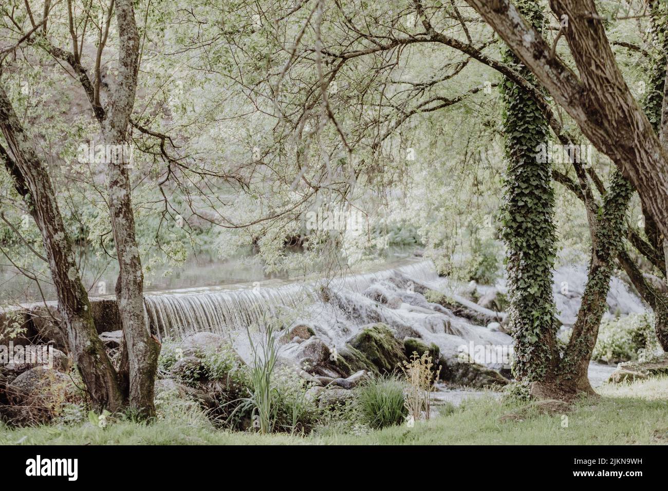 Riverside trees hi-res stock photography and images - Alamy