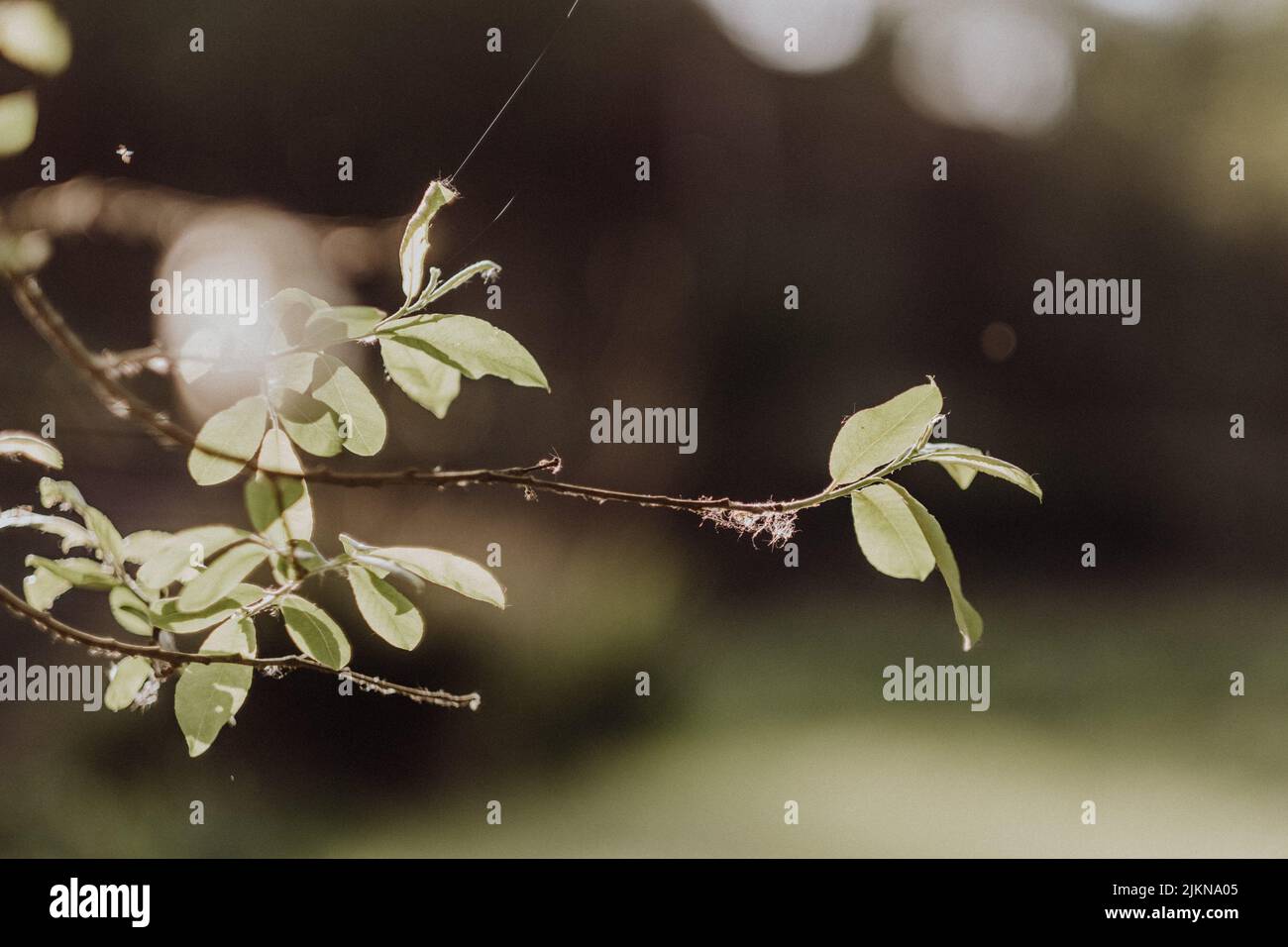 Tree macro branch hi-res stock photography and images - Alamy
