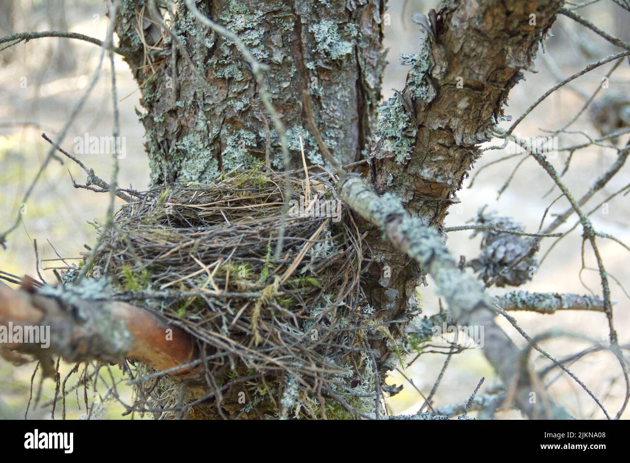 Close up of empty birds nest in the pine tree with lichens and moss ...
