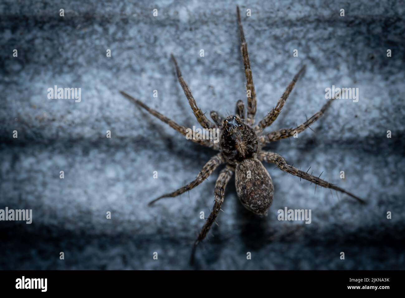 Closeup shot wolf spider hi-res stock photography and images - Alamy