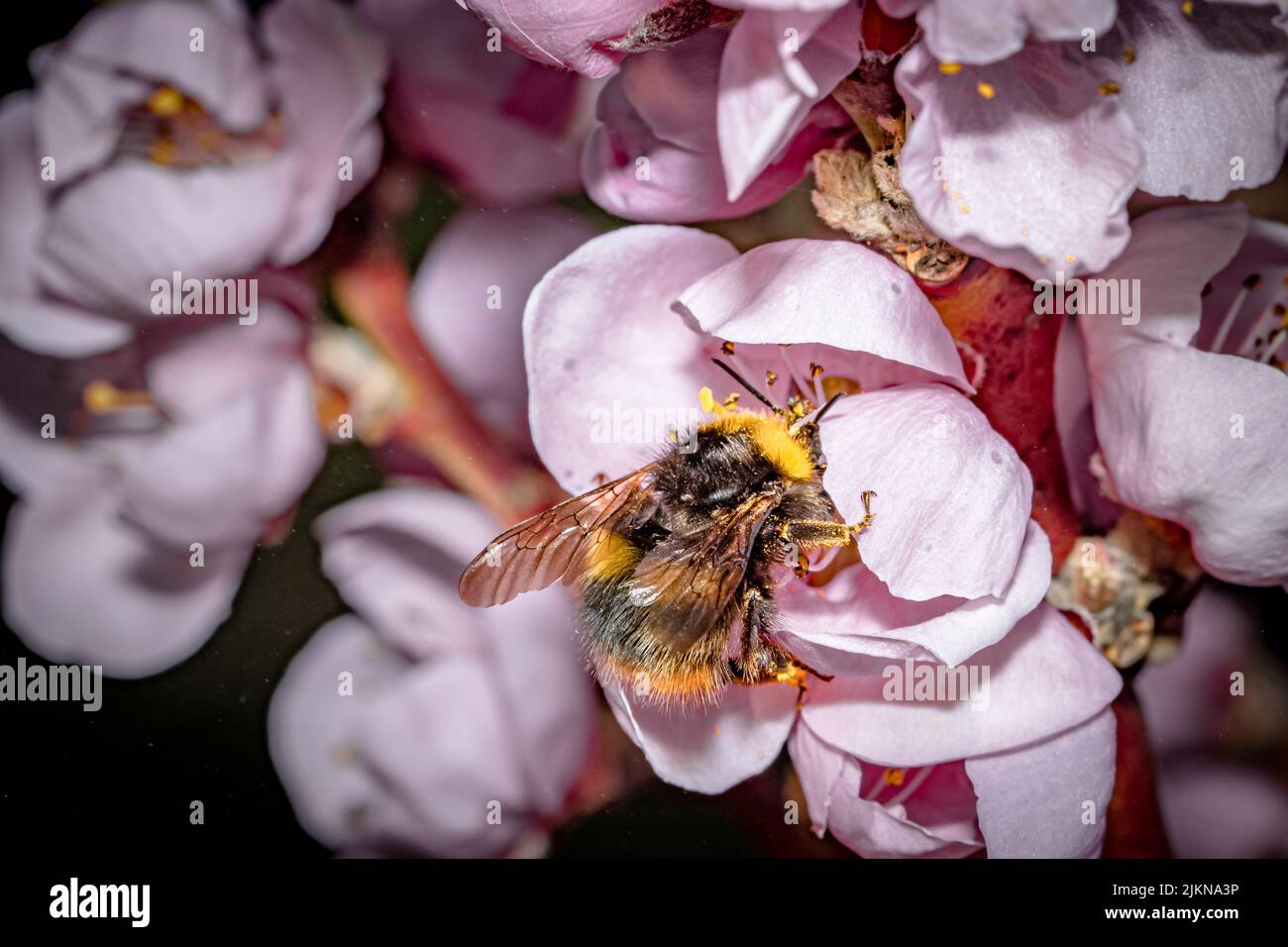 A closeup shot of a bumblebee collecting pollen on peach blossoms Stock ...