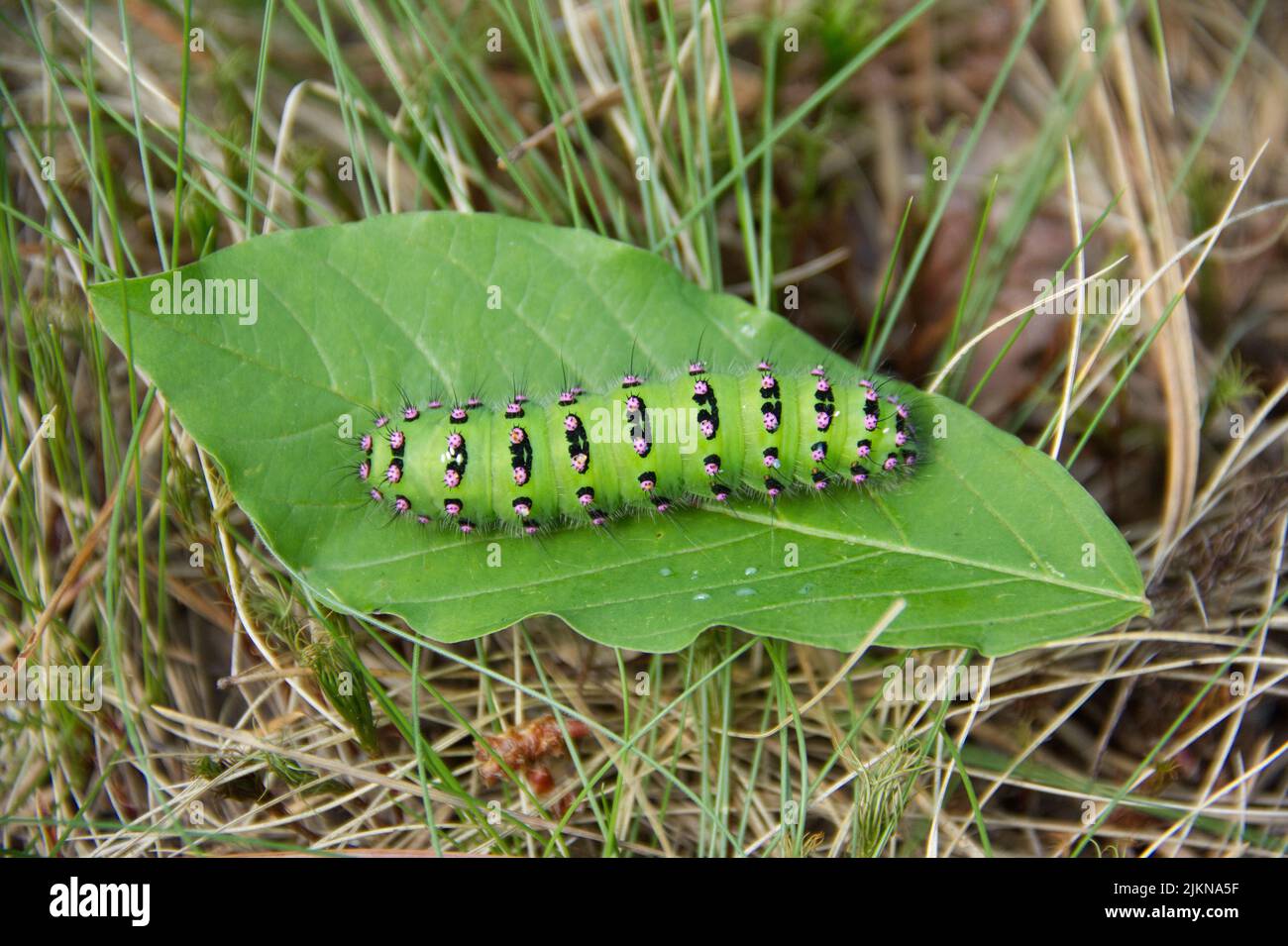 Large green caterpillar of the Emperor moth, Saturnia pavonia sitting ...