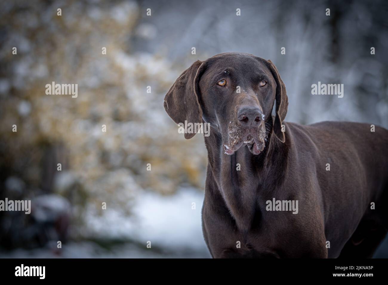 A natural view of a German shorthaired pointer dog with a blur ...