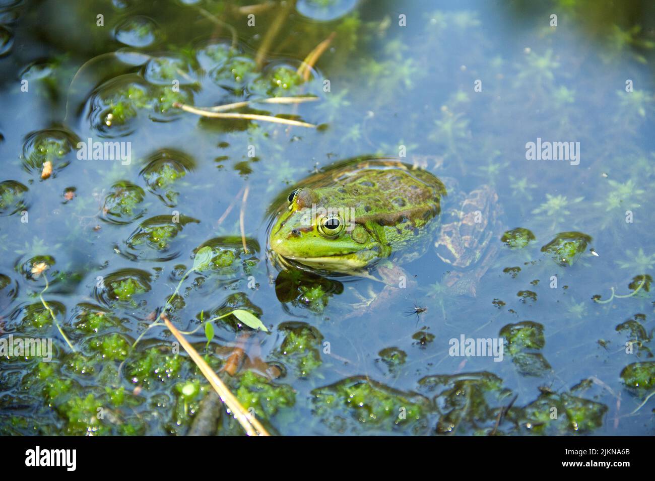 Portrait of a common European frog. Big green frog sitting in the water ...