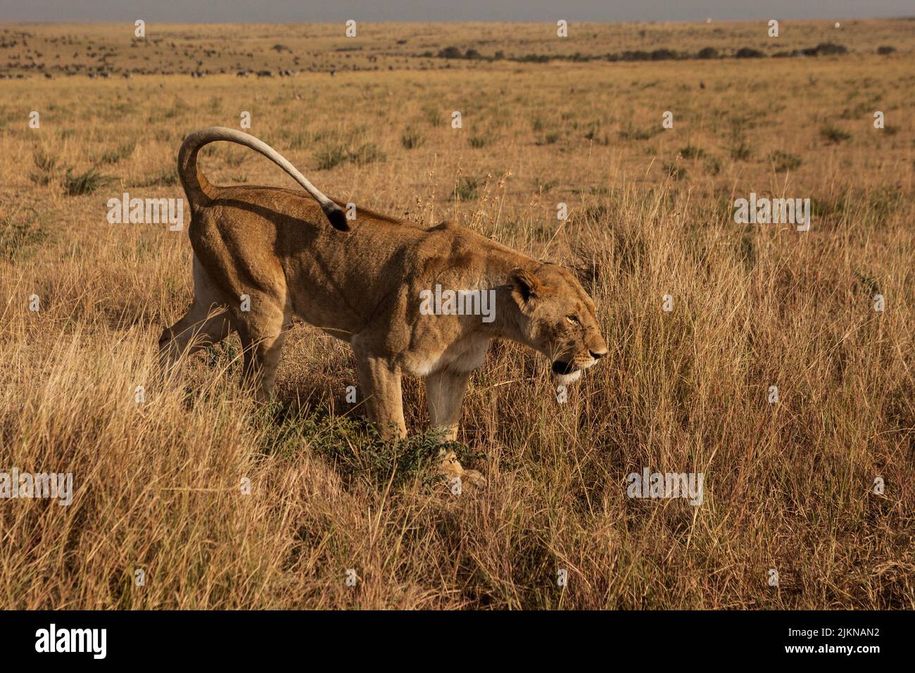 A lioness walks in the golden light in the Serengeti national park. Tanzania Stock Photo - Alamy