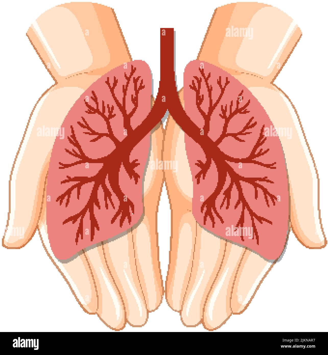 Lungs human icon vector illustration Stock Vector Image & Art - Alamy