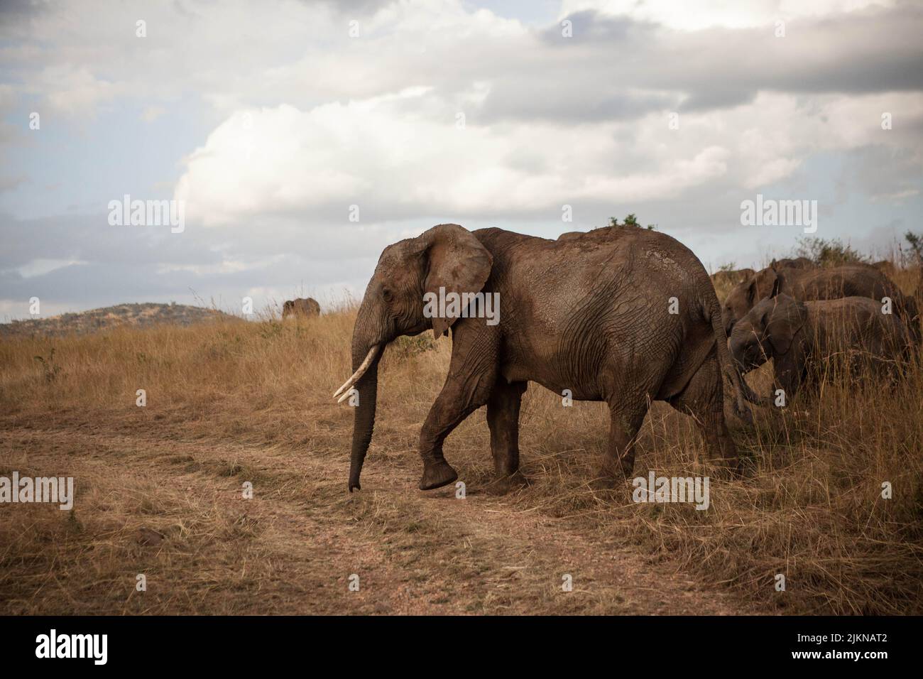 A large herd of elephants walks through the savannah with a beautiful cloudy sky, National Park ...