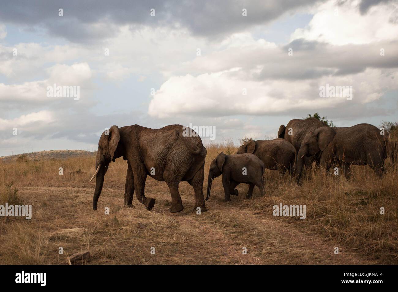 A large herd of elephants walks through the savannah with a beautiful cloudy sky, National Park ...
