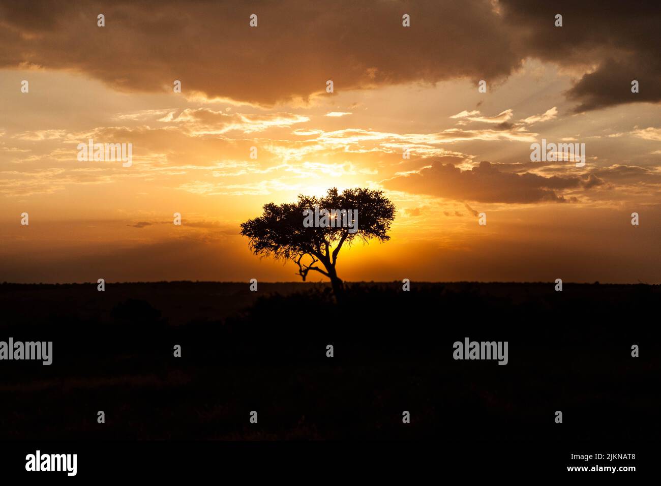 A silhouette of tree at golden sunset in Kenya Tanzania, in golden ...