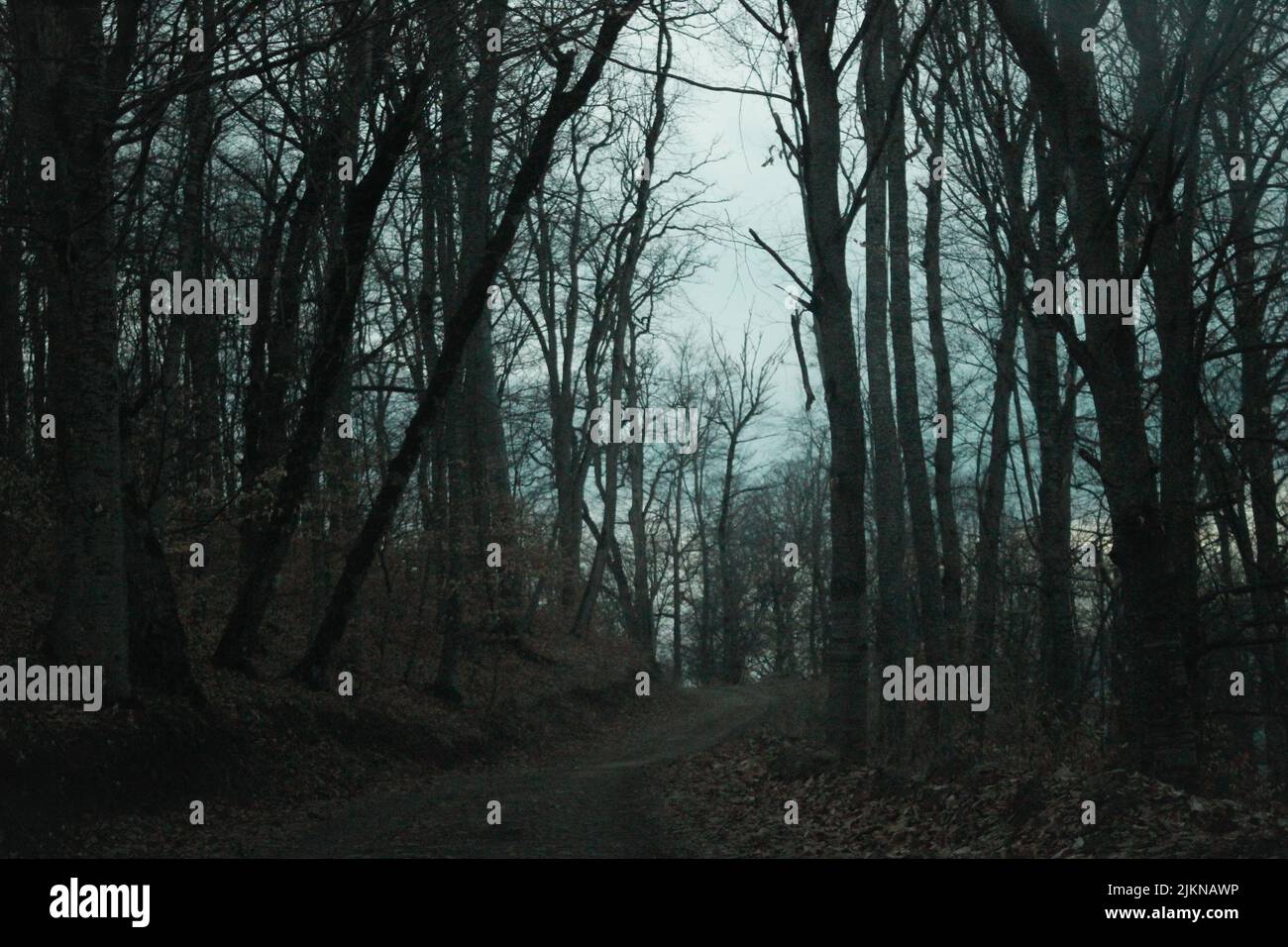 A beautiful view of the long trees in a dark forest Stock Photo - Alamy