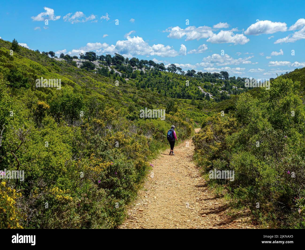 The woman hiking on the hill covered with trees Stock Photo - Alamy