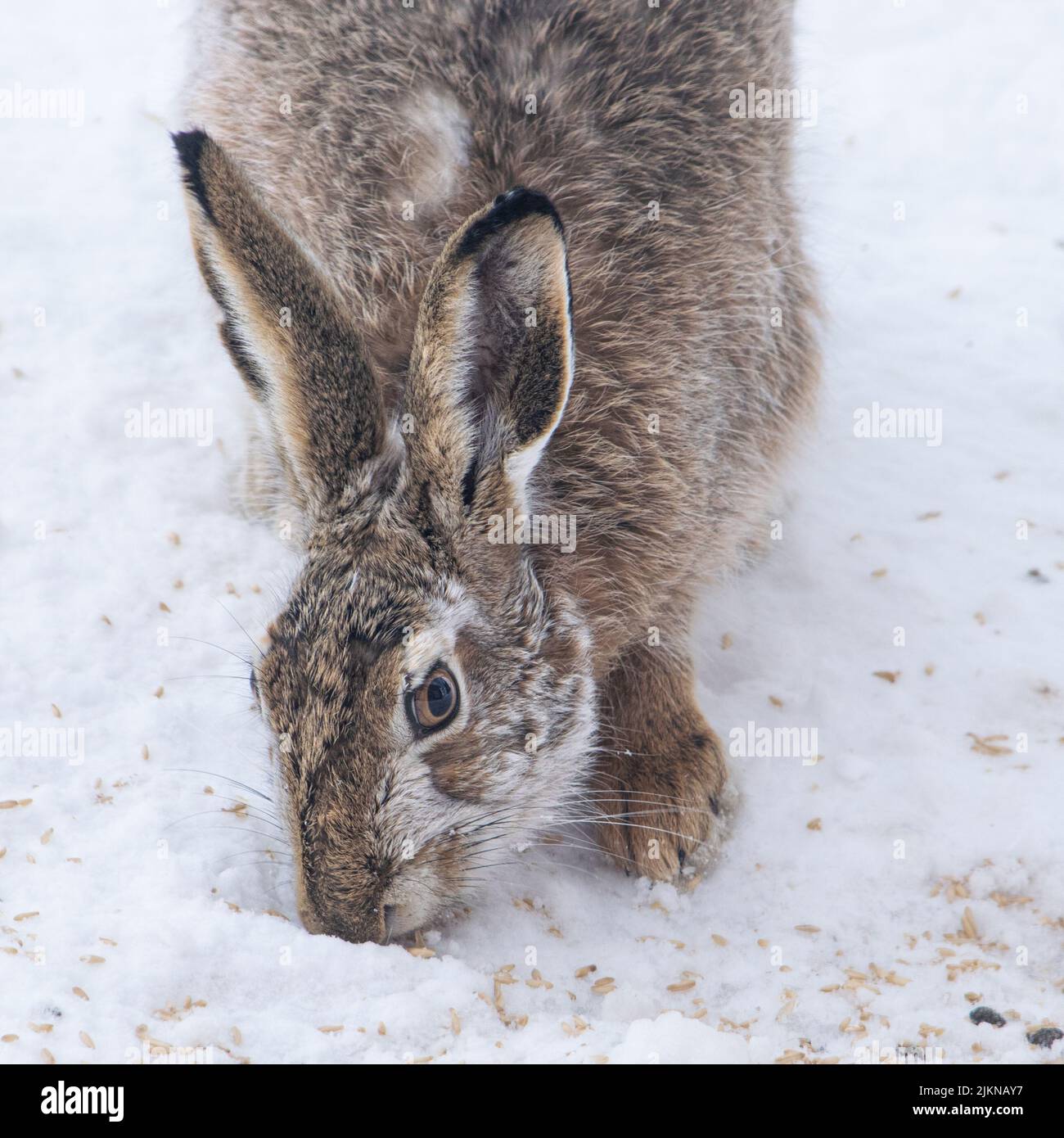 A close-up of a young hare sniffing the snowy ground Stock Photo - Alamy