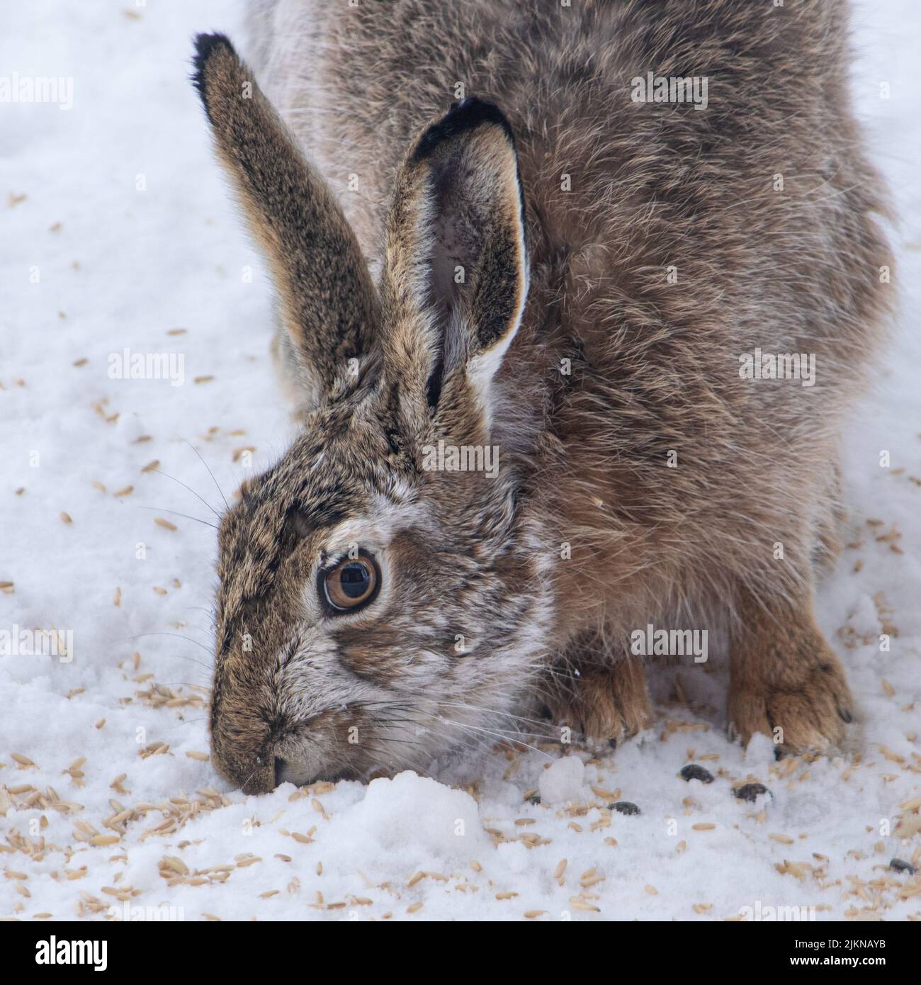 A close-up shot of a young hare looking into the camera and sniffing ...