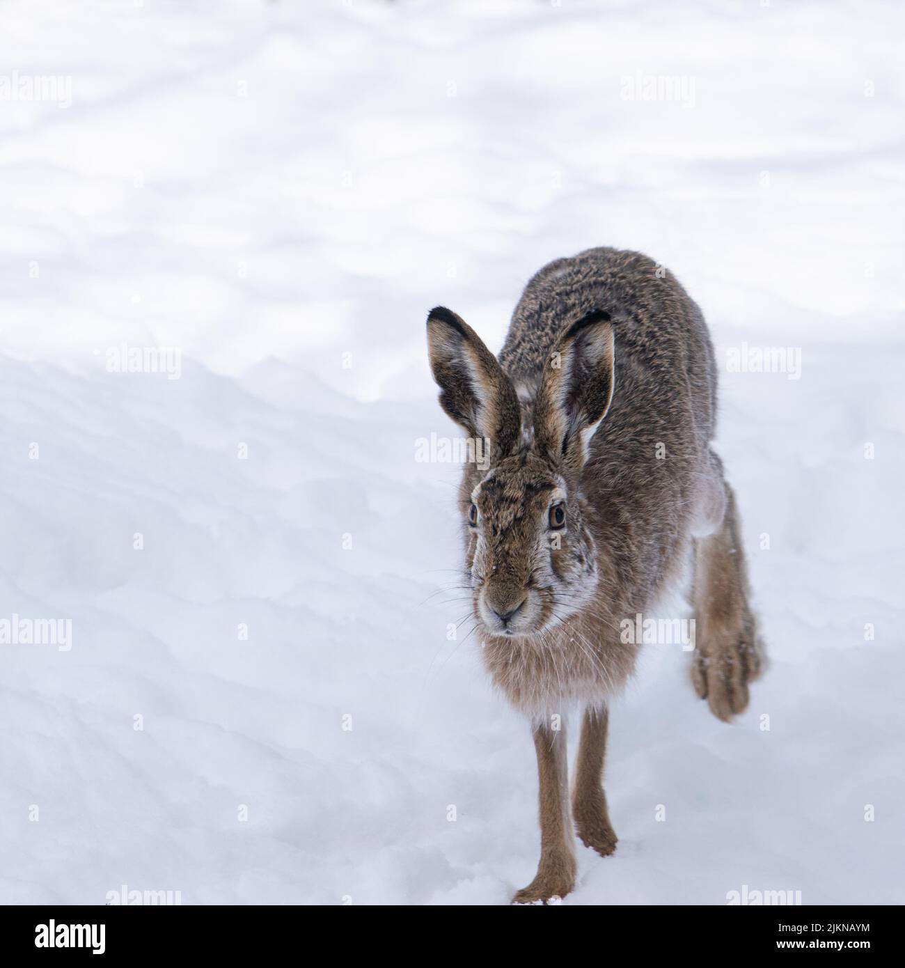 A Close up Hare running in the winter field Stock Photo - Alamy