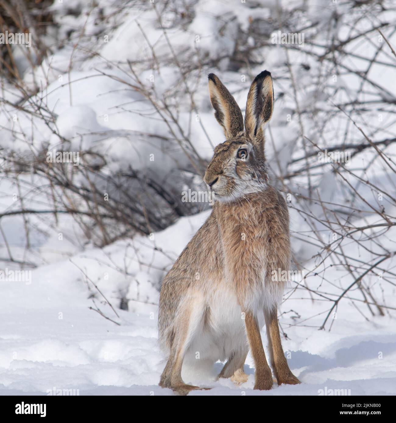 A cute hare in the winter forest, Snow background, white trees, wild ...
