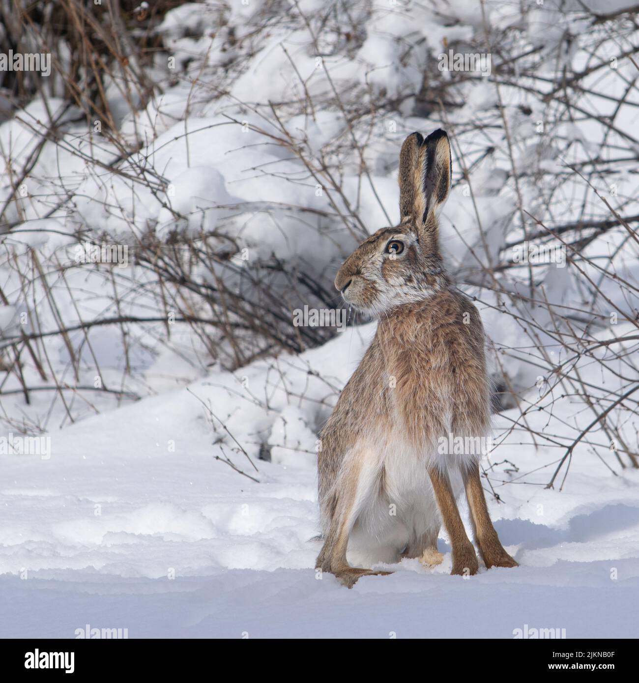 A cute hare in the winter forest, Snow background, white trees, wild ...