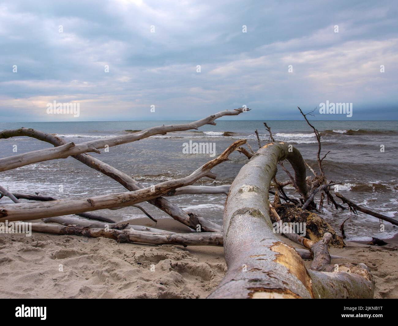 A lots of dry trees on the beach at sunset by the sandy shore Stock ...