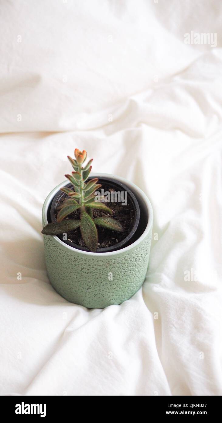 The Chocolate soldier plant in the white background Stock Photo - Alamy