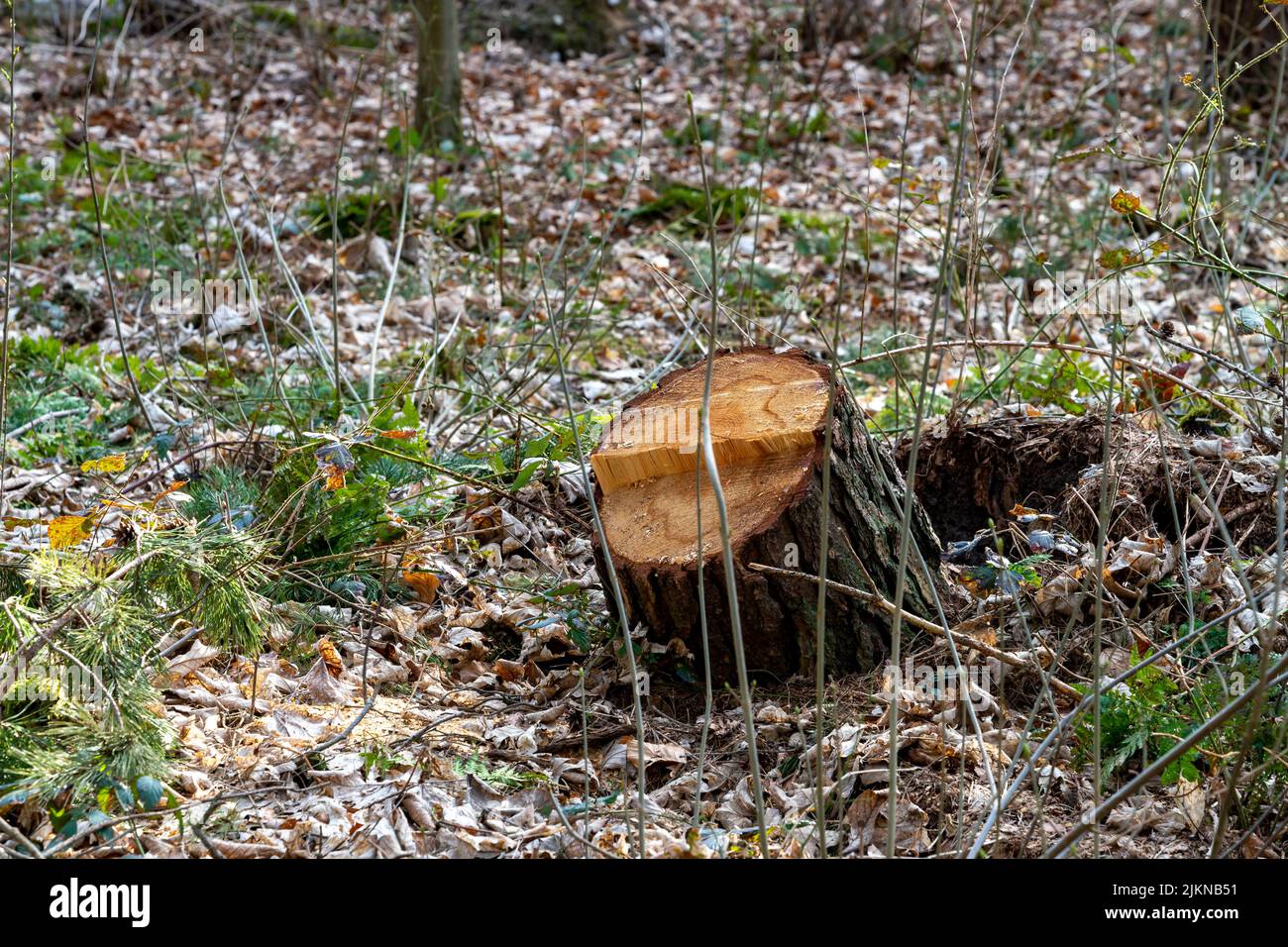 A tree stump in a forest Stock Photo - Alamy