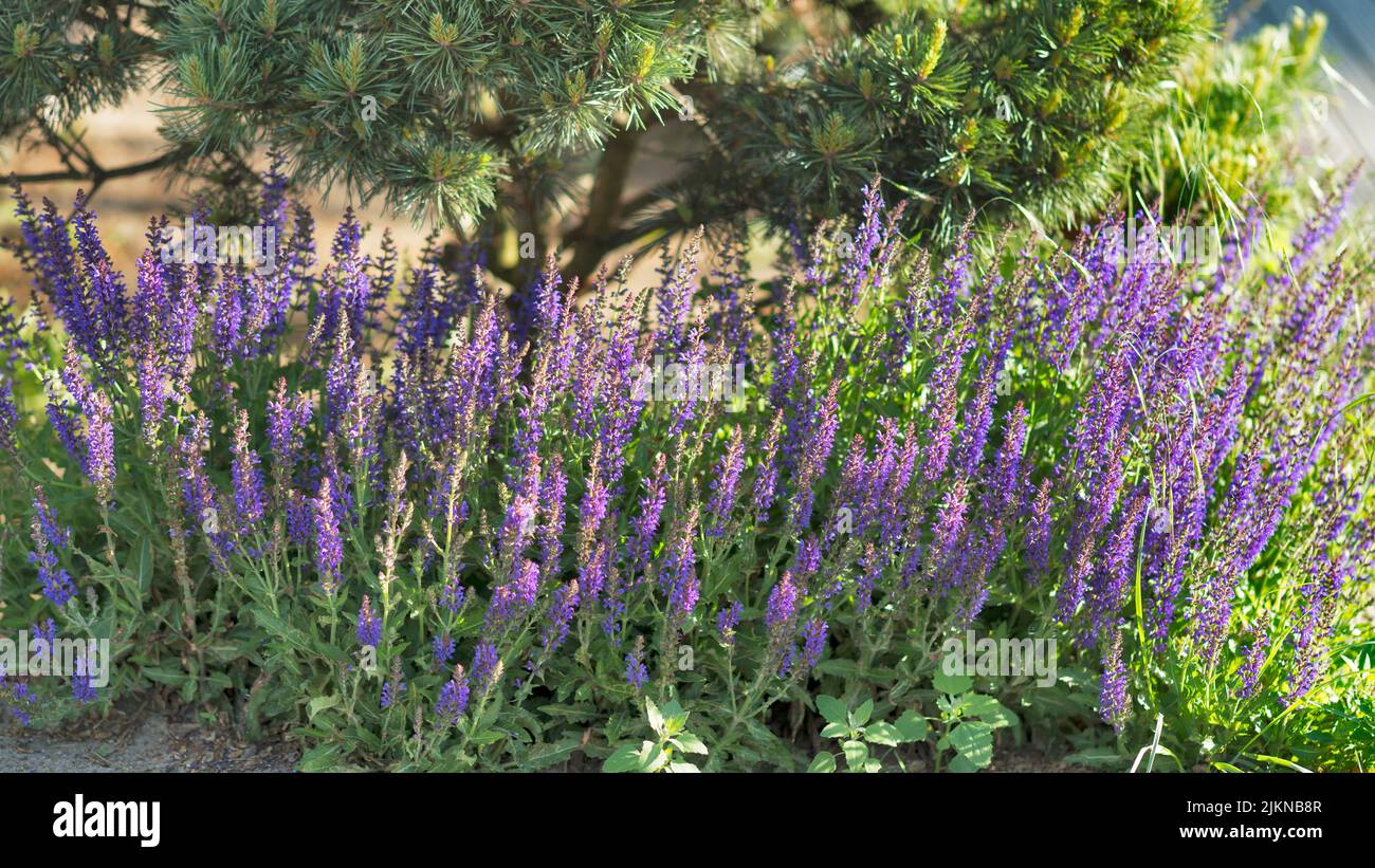 The blooming hyssop plants in summer Stock Photo - Alamy