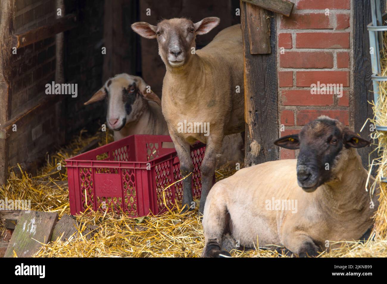 Sheep stable hi-res stock photography and images - Alamy