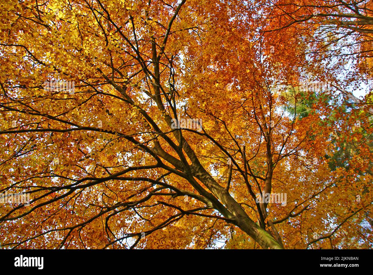 Beautiful view autumn nature hi-res stock photography and images - Alamy