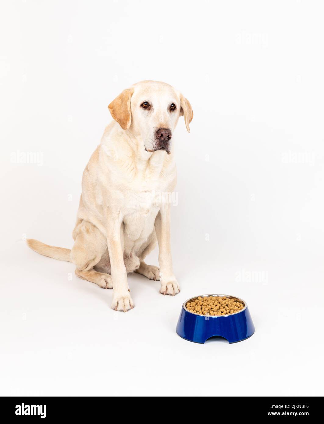brown labrador dog with food dish in a studio with white background ...