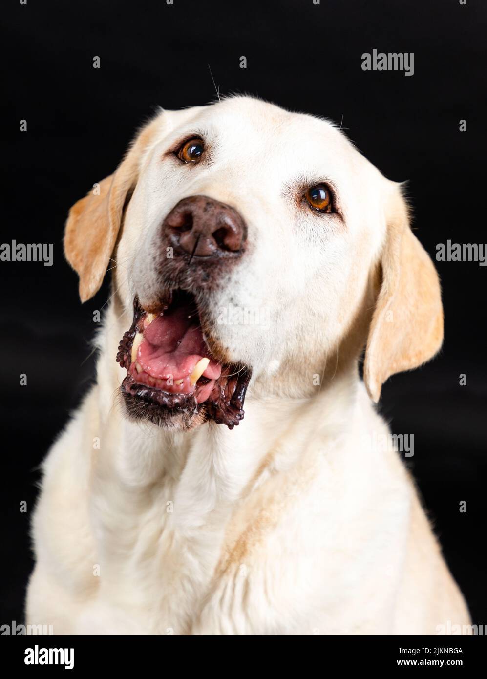 brown labrador dog head in a studio with black background Stock Photo ...