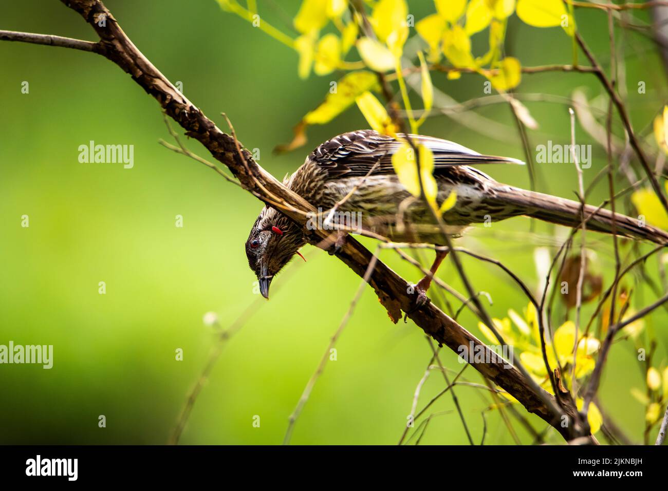A red wattle bird standing on a small branch in the tree with blurred ...