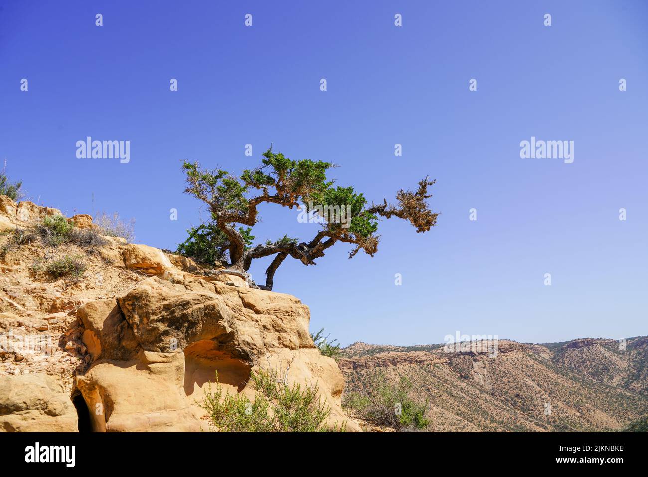 Argan tree in agadir morocco Stock Photo - Alamy