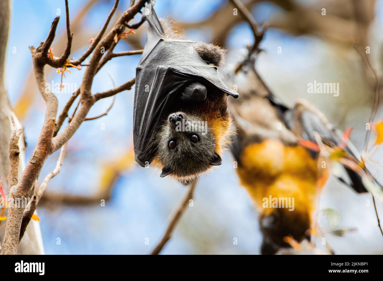 Bat hanging on a branch hi-res stock photography and images - Alamy