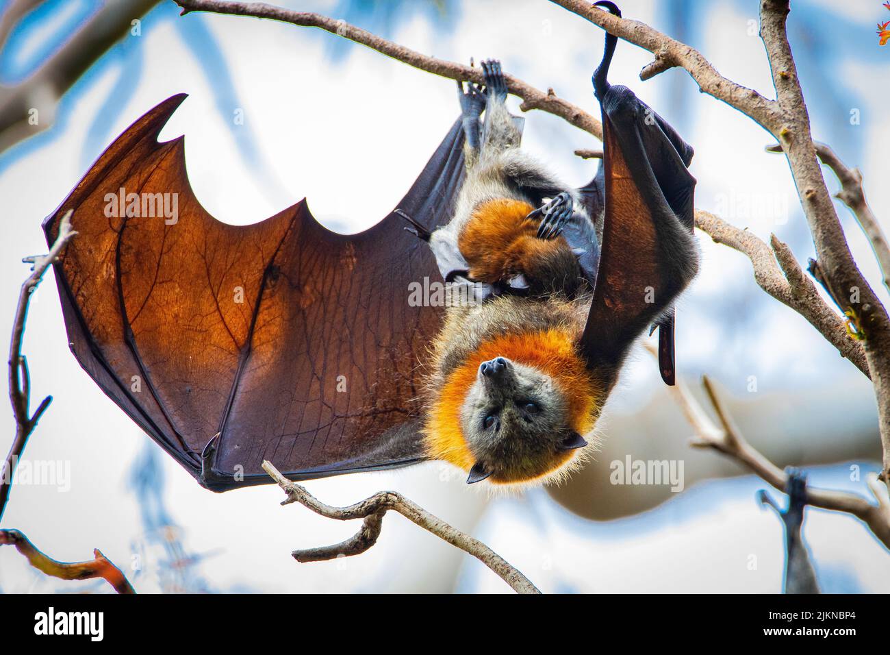 Bat hanging on tree hi-res stock photography and images - Alamy