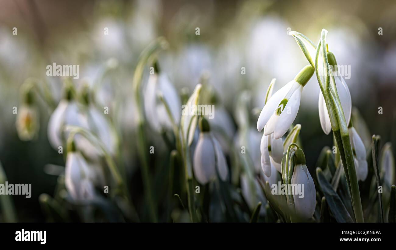 A selective focus shot of Snowdrops flowers on a meadow in spring Stock ...