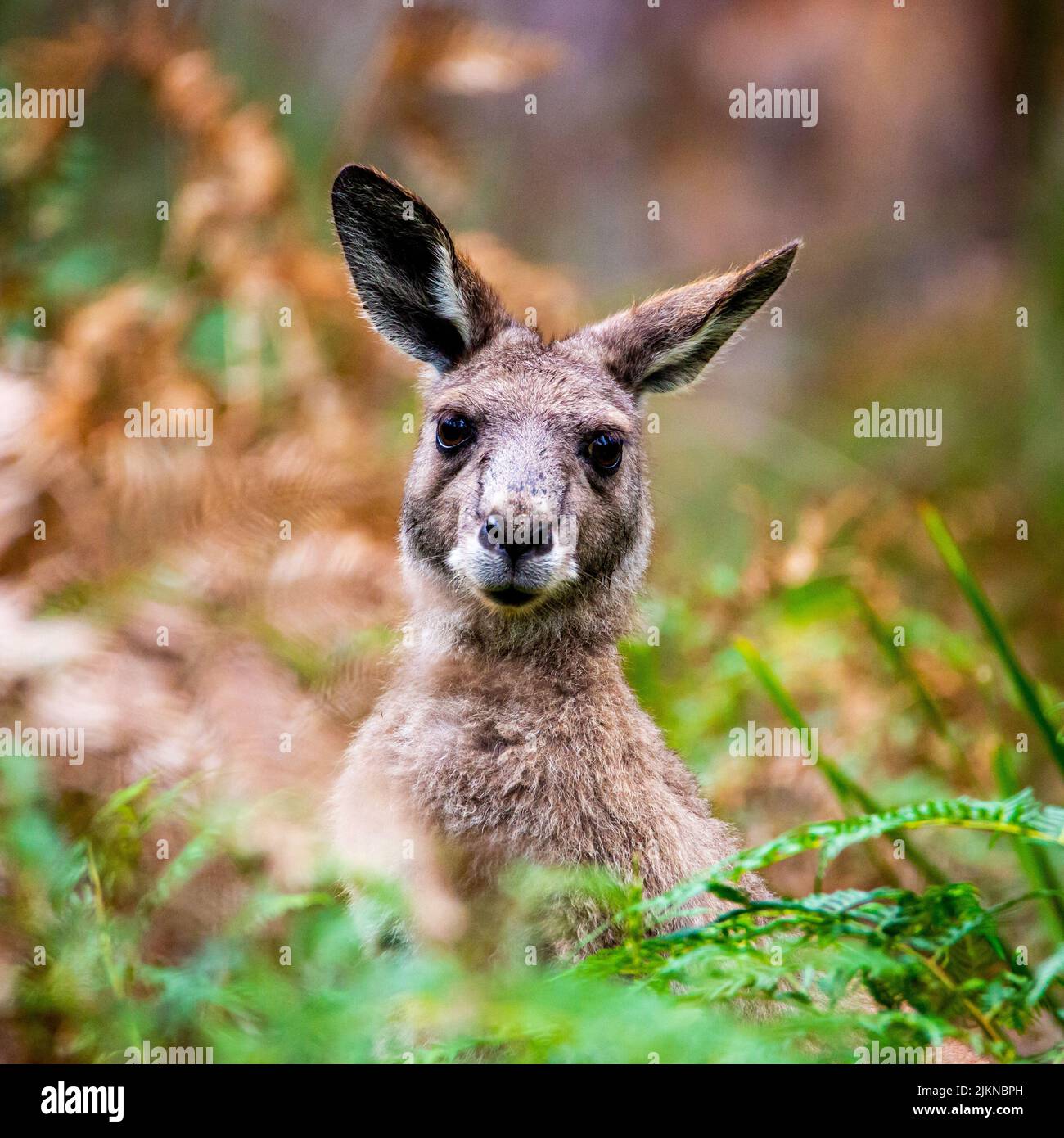 A shot of a cute Kangaroo looking from the back of the plants with ...